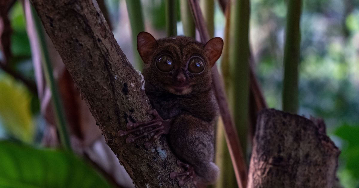 Társio, o pequeno primata que já foi considerado extinto, volta a ser ...