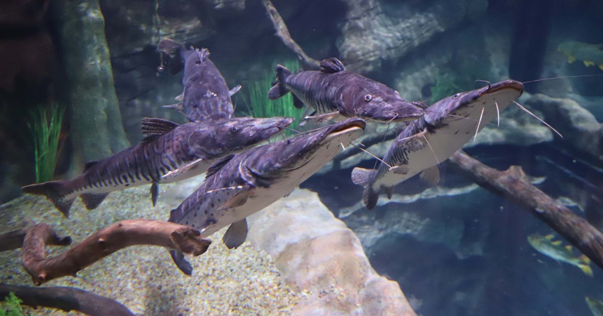 Conheça novo aquário em Foz do Iguaçu, um dos maiores da América do Sul ...